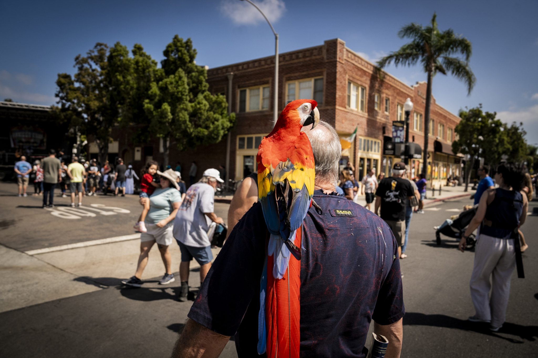 Adams Avenue Neighborhood Street Fair – A Must-See Event!
